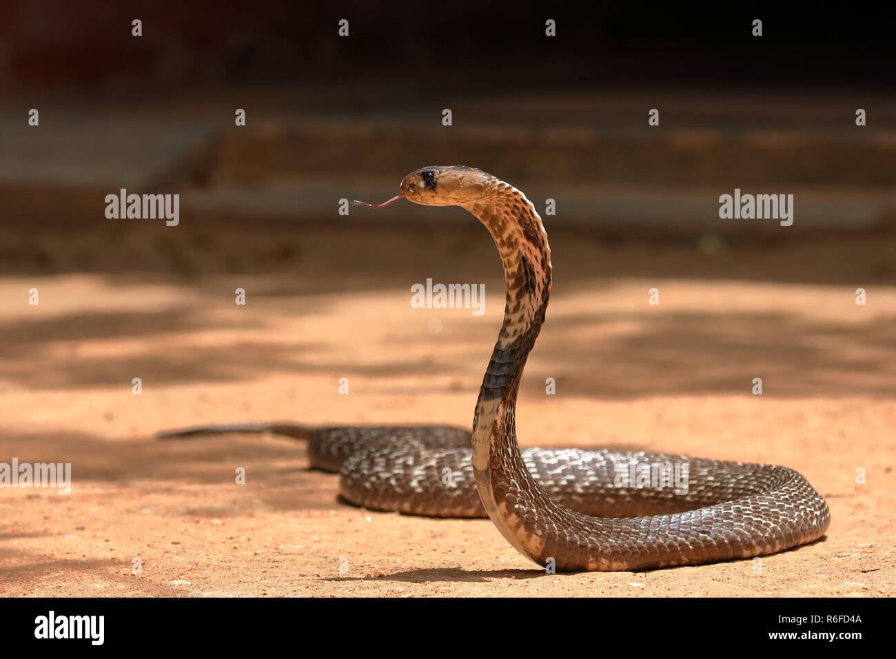 Spectacles cobra hi-res stock photography and images - Alamy