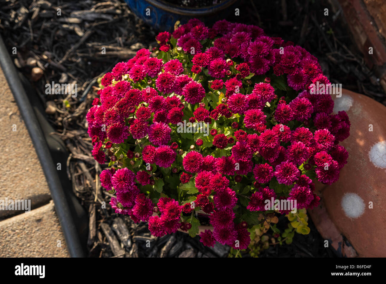 Chrysanthemums flowers mums plants hi-res stock photography and images ...