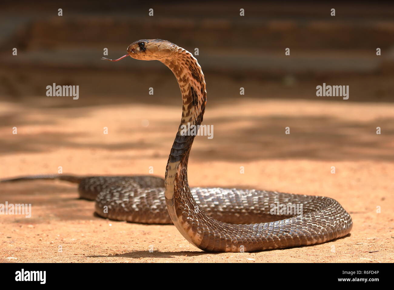 Spectacles cobra hi-res stock photography and images - Alamy