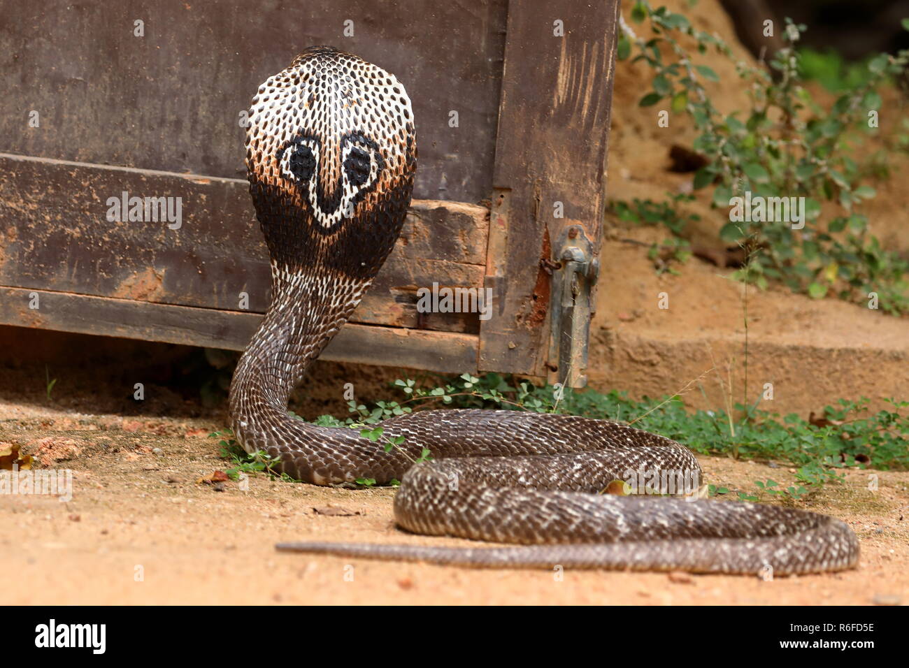 Spectacles cobra hi-res stock photography and images - Alamy