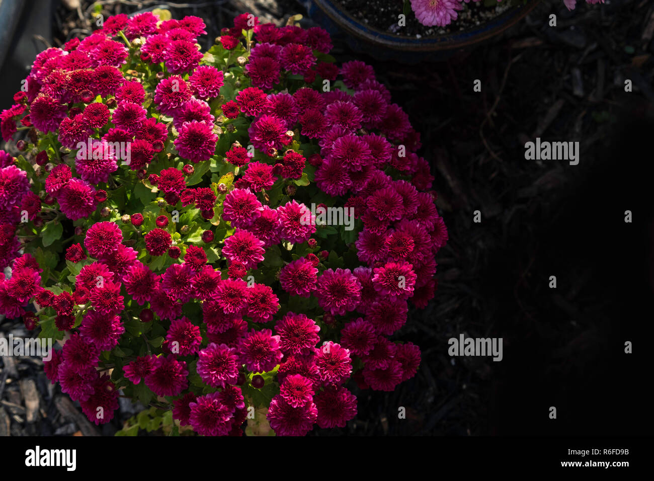 Chrysanthemums flowers mums plants hi-res stock photography and images ...