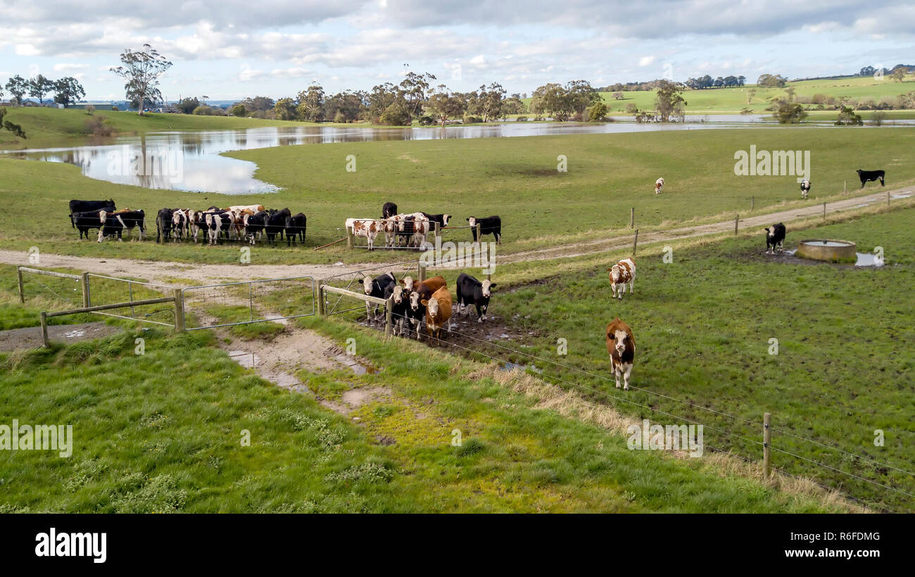 aerial view of cows in the paddock with waterholes and fences Stock ...