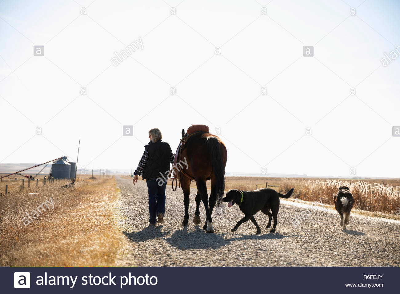 Farmer walking with his horse hi-res stock photography and images - Alamy