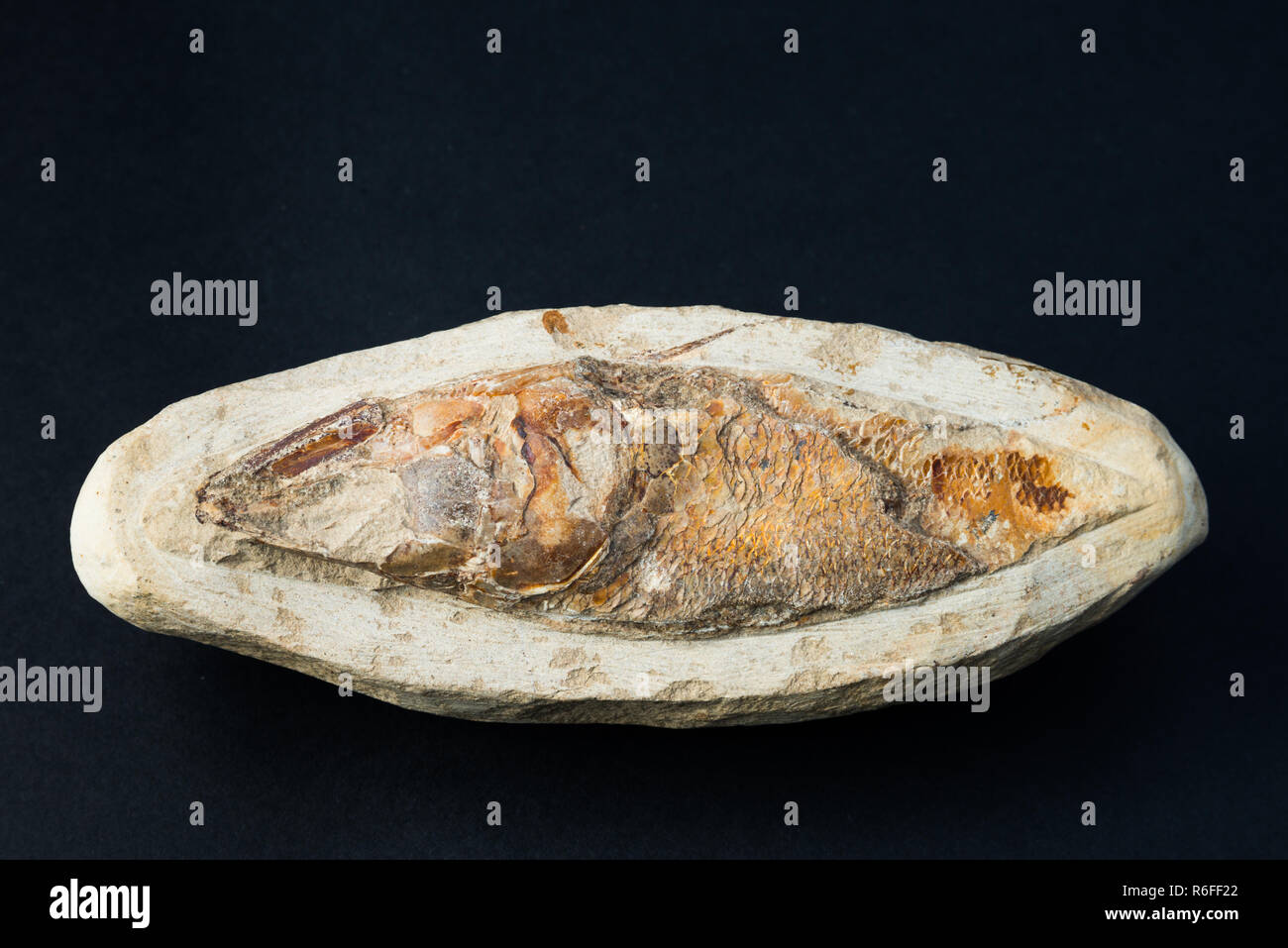 Cephalopods fossil hi-res stock photography and images - Alamy