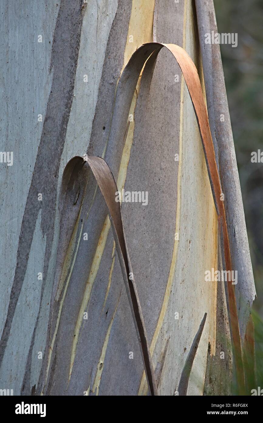 Tree Trunk Closeup Stock Photo - Alamy