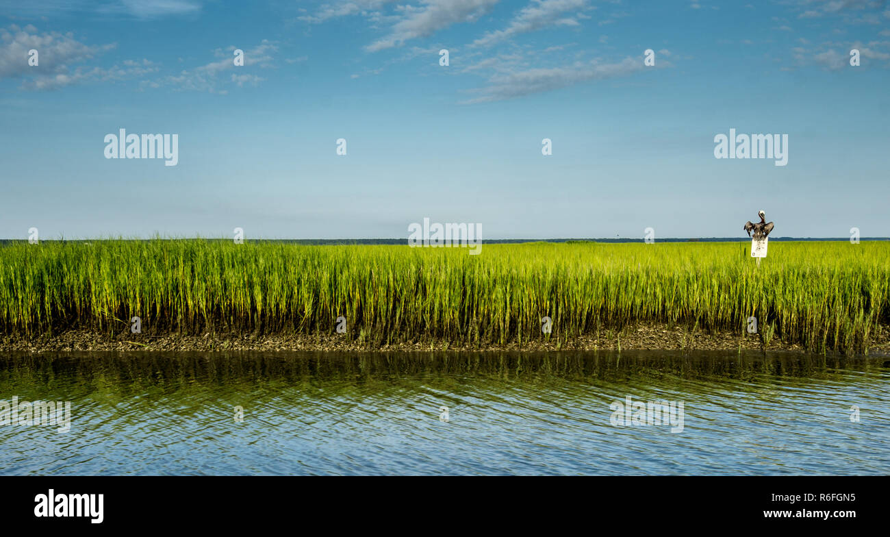 marsh grass and coastal barrier island inlet at high tide and a brown ...