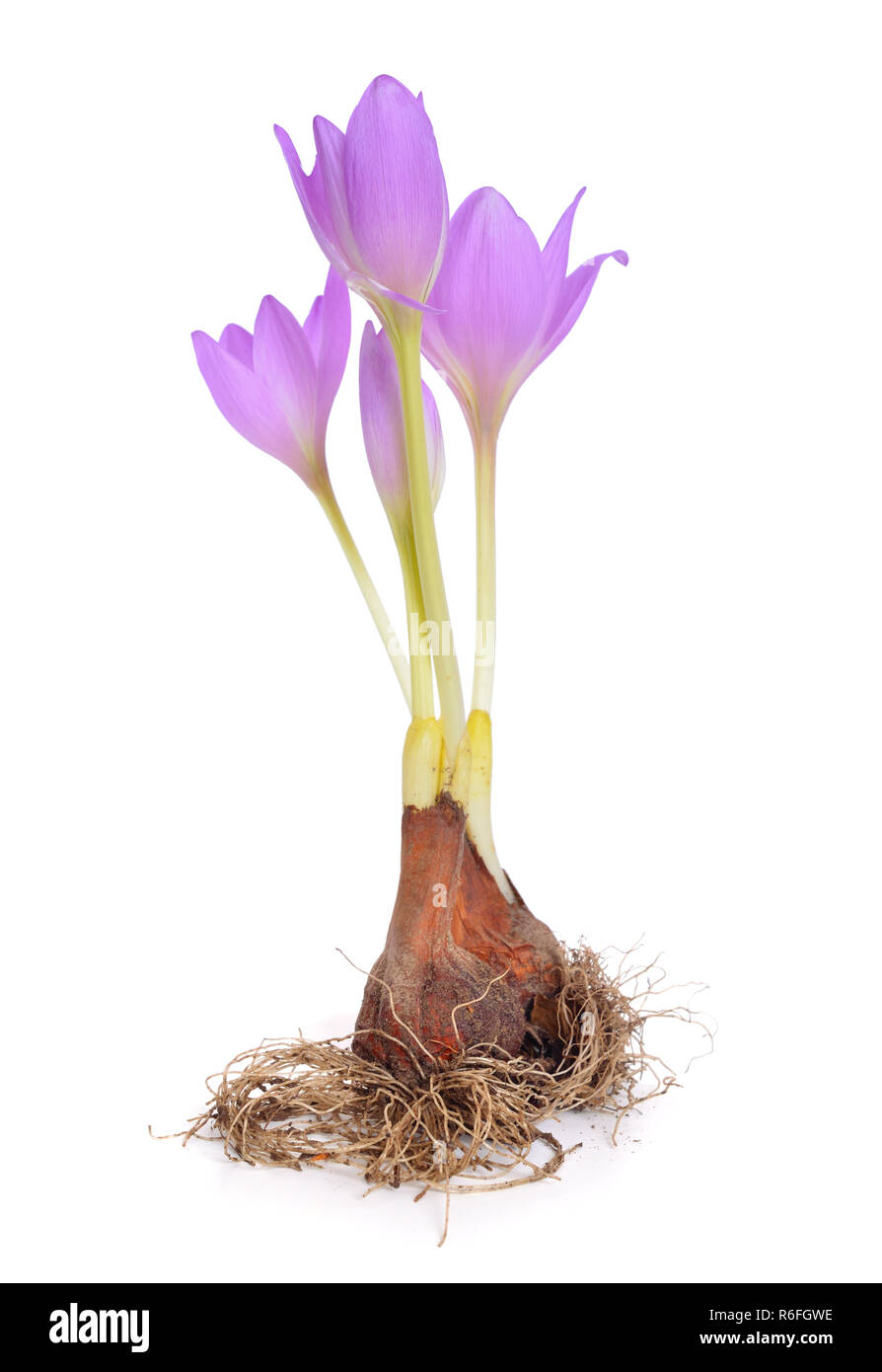 White colchicum speciosum hi-res stock photography and images - Alamy