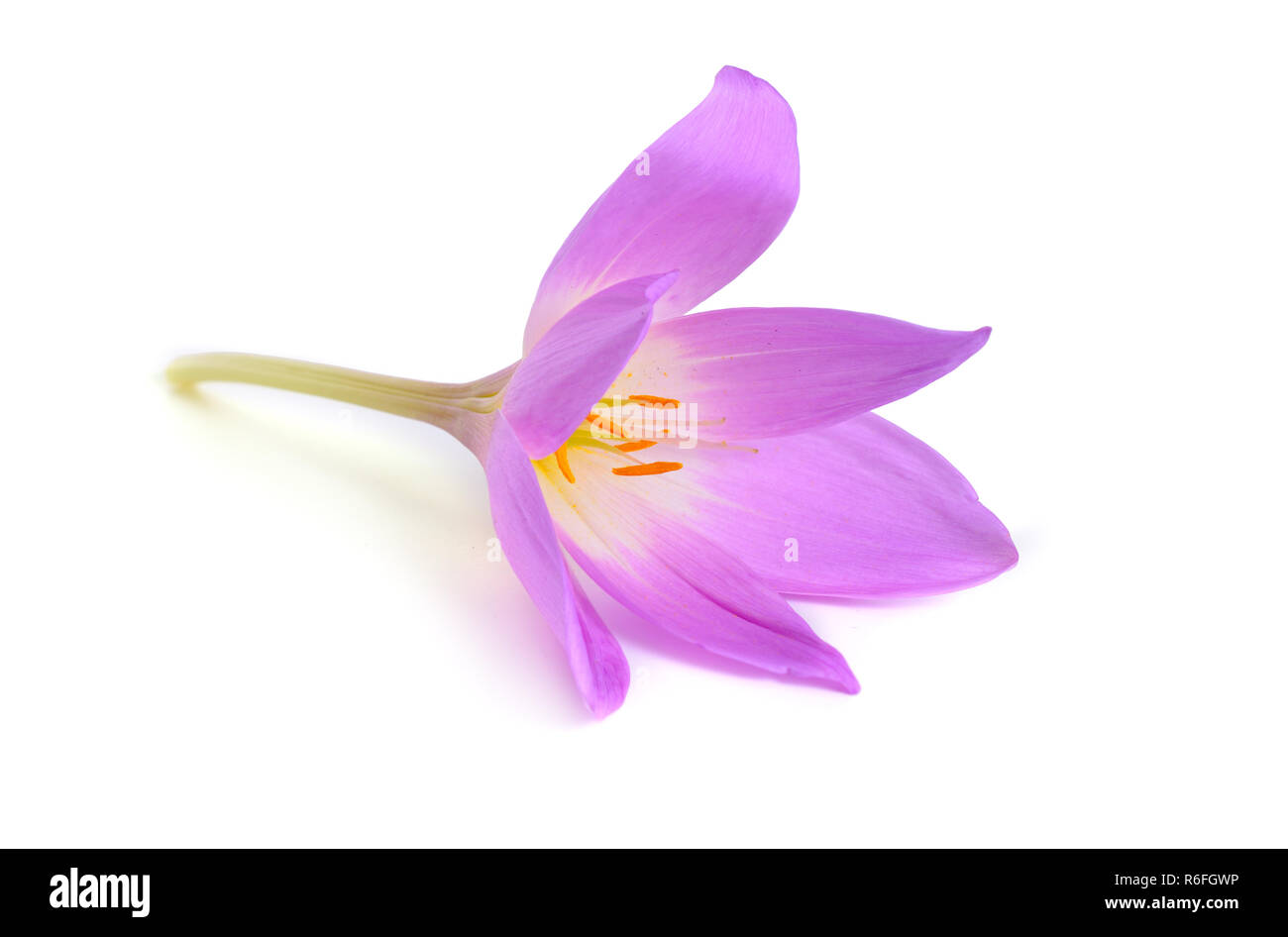 Colchicum flower isolated on white background Stock Photo - Alamy