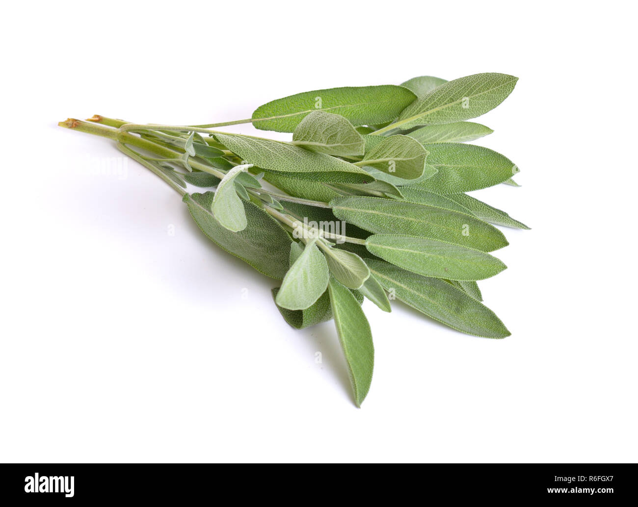 Salvia officinalis, garden sage or culinary sage. Isolated on white ...