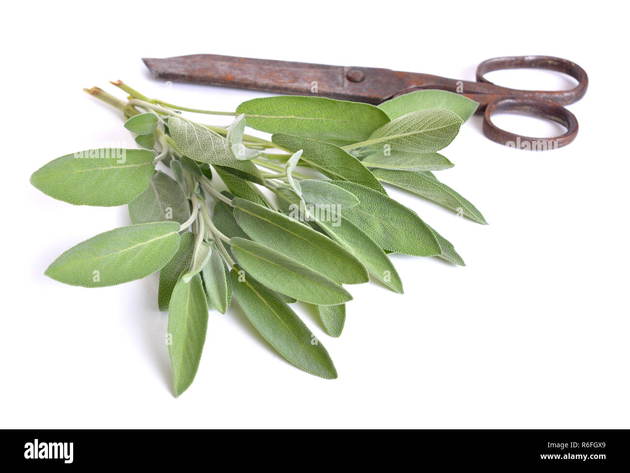 Salvia officinalis, garden sage or culinary sage. Isolated on white ...