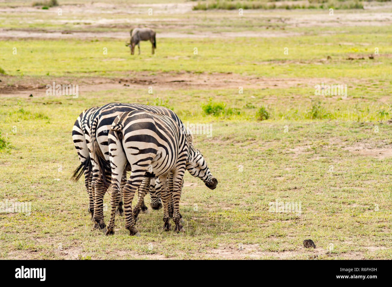 Giraffe black and white road hi-res stock photography and images - Alamy