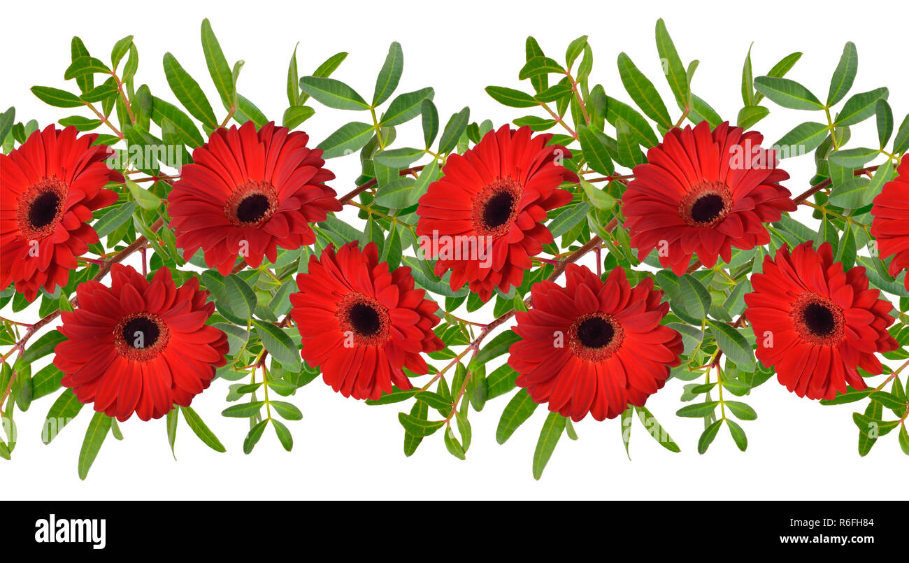 Seamless border with red gerbera flowers. Isolated Stock Photo - Alamy