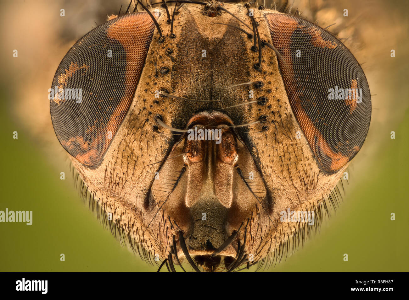 Extreme magnification - Fly head with compound eyes Stock Photo - Alamy