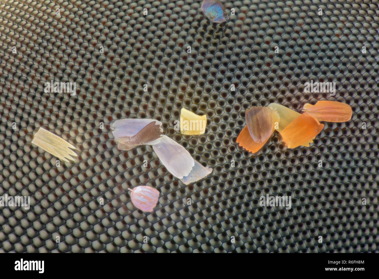 Extreme magnification - Compound eye texture under the microscope with ...