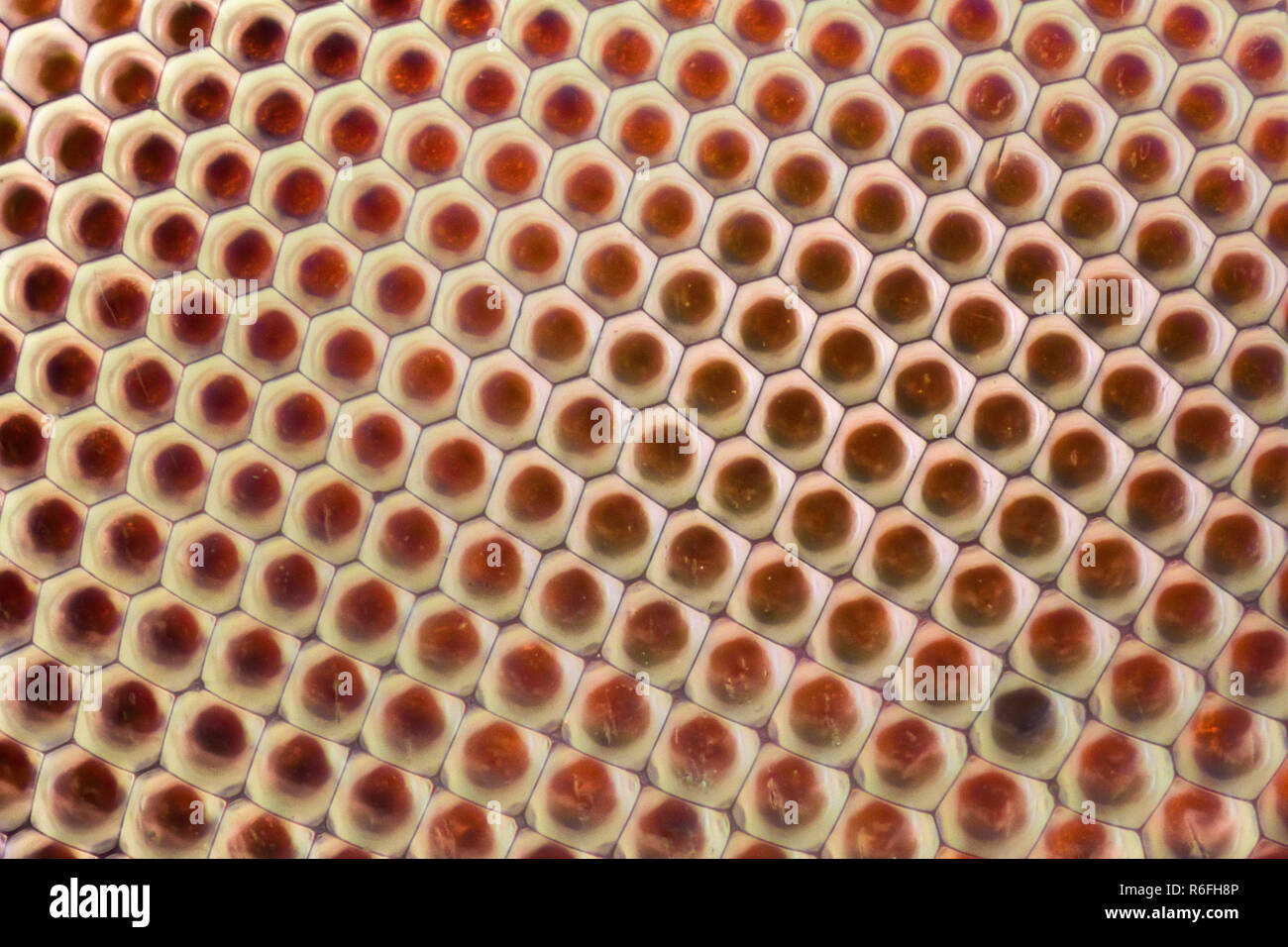 Extreme magnification - Compound eye texture under the microscope Stock ...