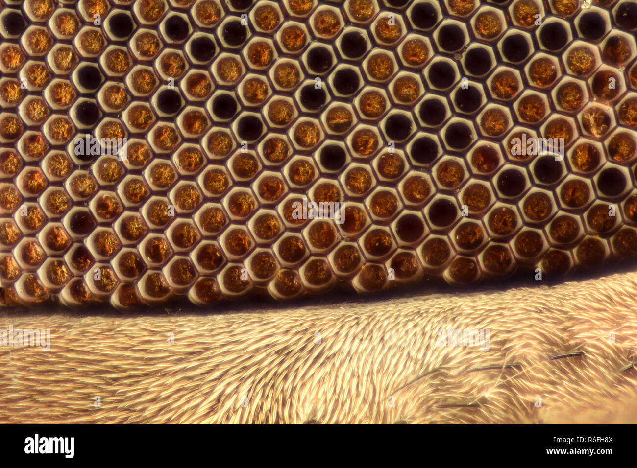 Extreme magnification - Compound eye texture under the microscope Stock ...
