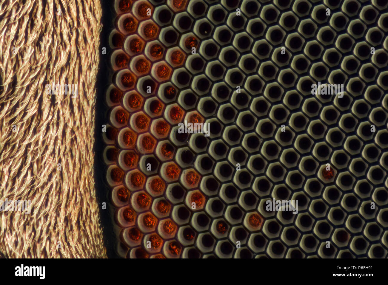 Extreme magnification - Compound eye texture under the microscope Stock ...