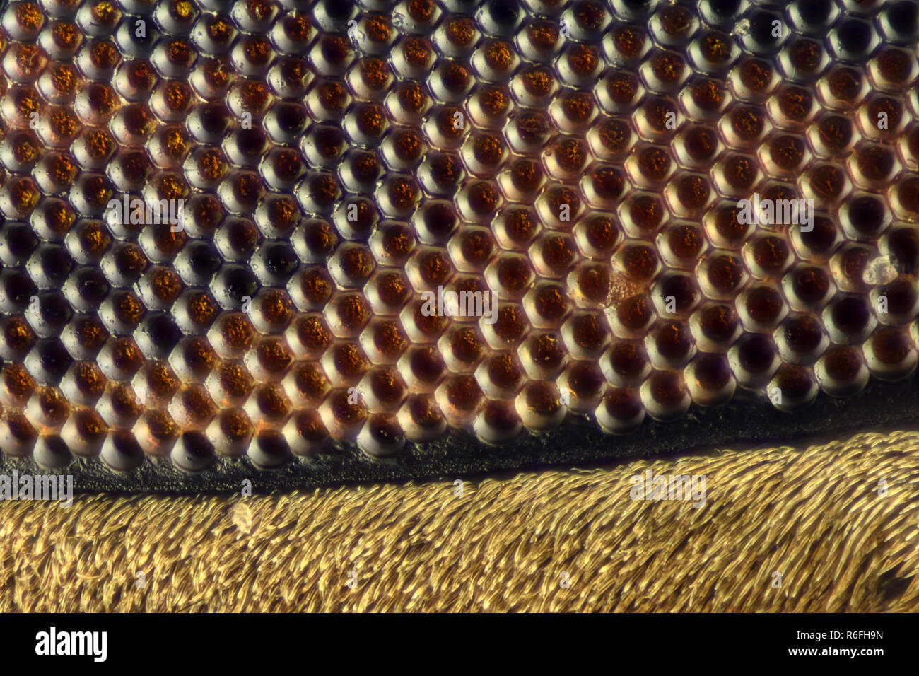 Extreme magnification - Compound eye texture under the microscope Stock ...