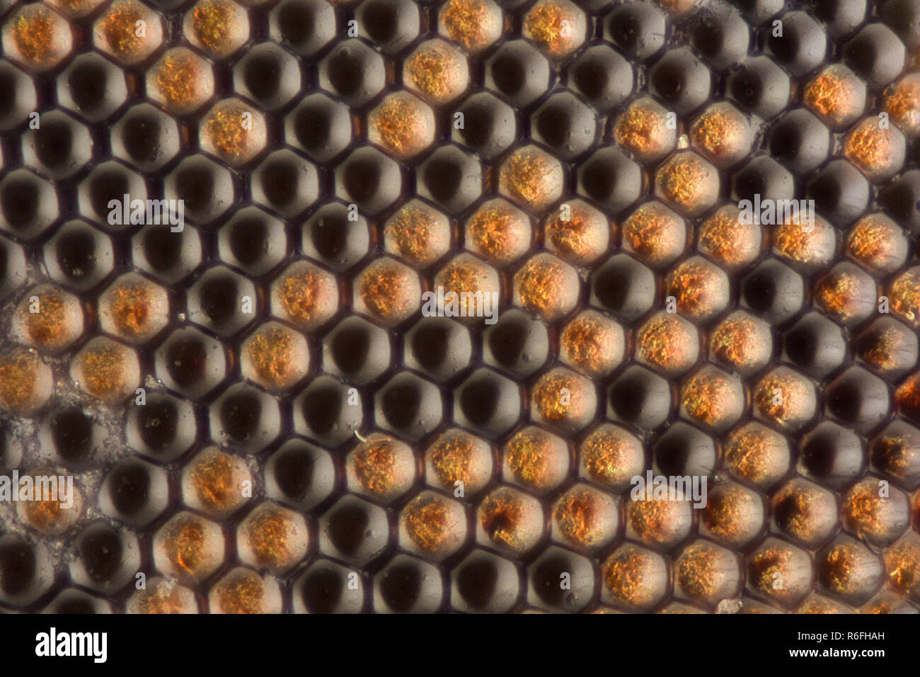 Extreme magnification - Compound eye texture under the microscope Stock ...
