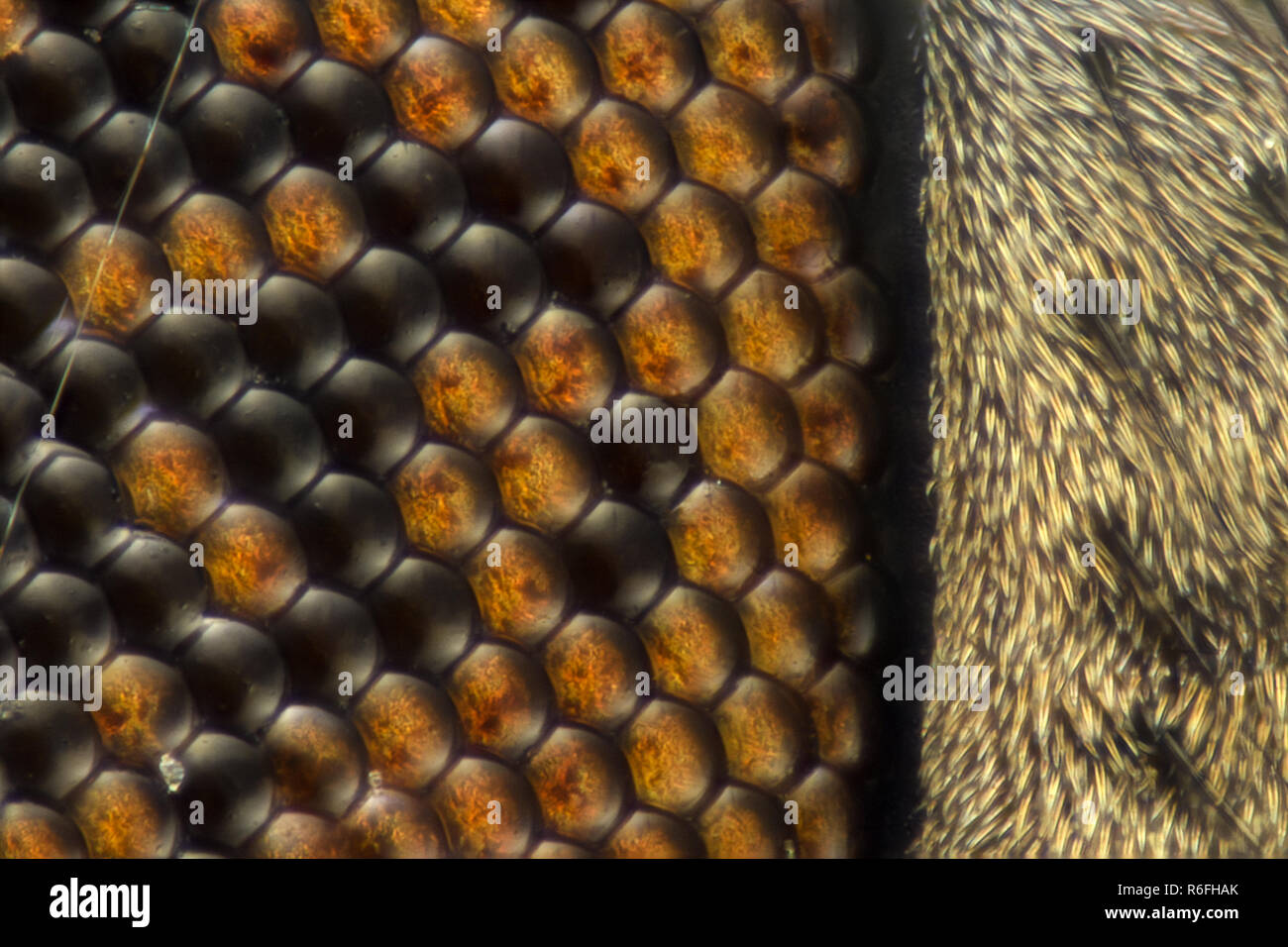 Extreme magnification - Compound eye texture under the microscope Stock ...