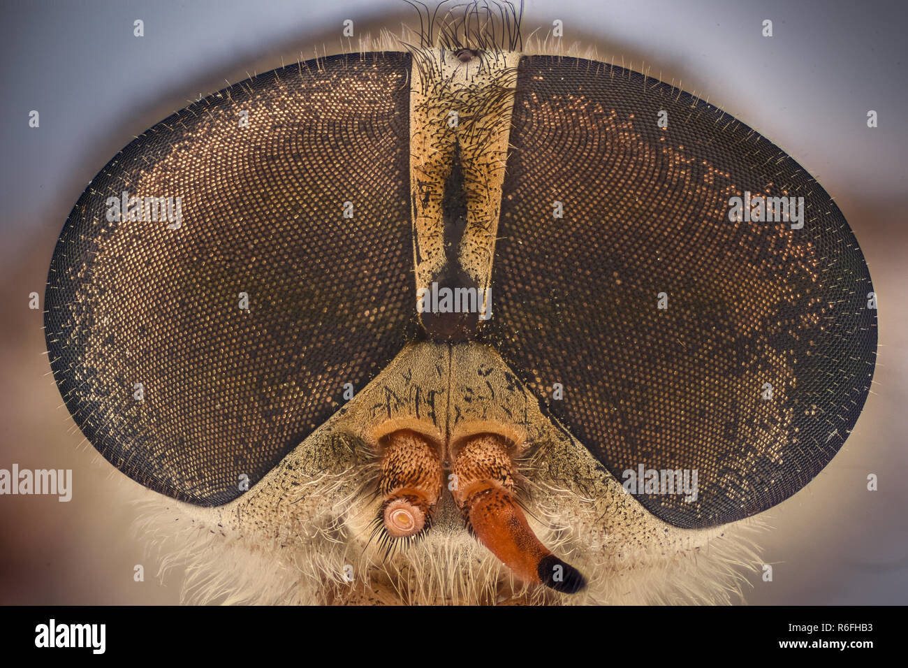 Extreme magnification - Fly head with compound eyes Stock Photo - Alamy