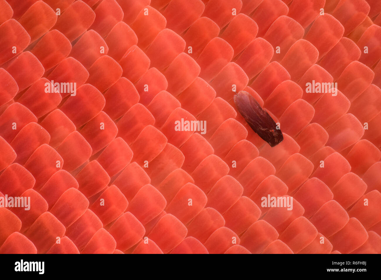 Butterfly wing microscope hi-res stock photography and images - Alamy