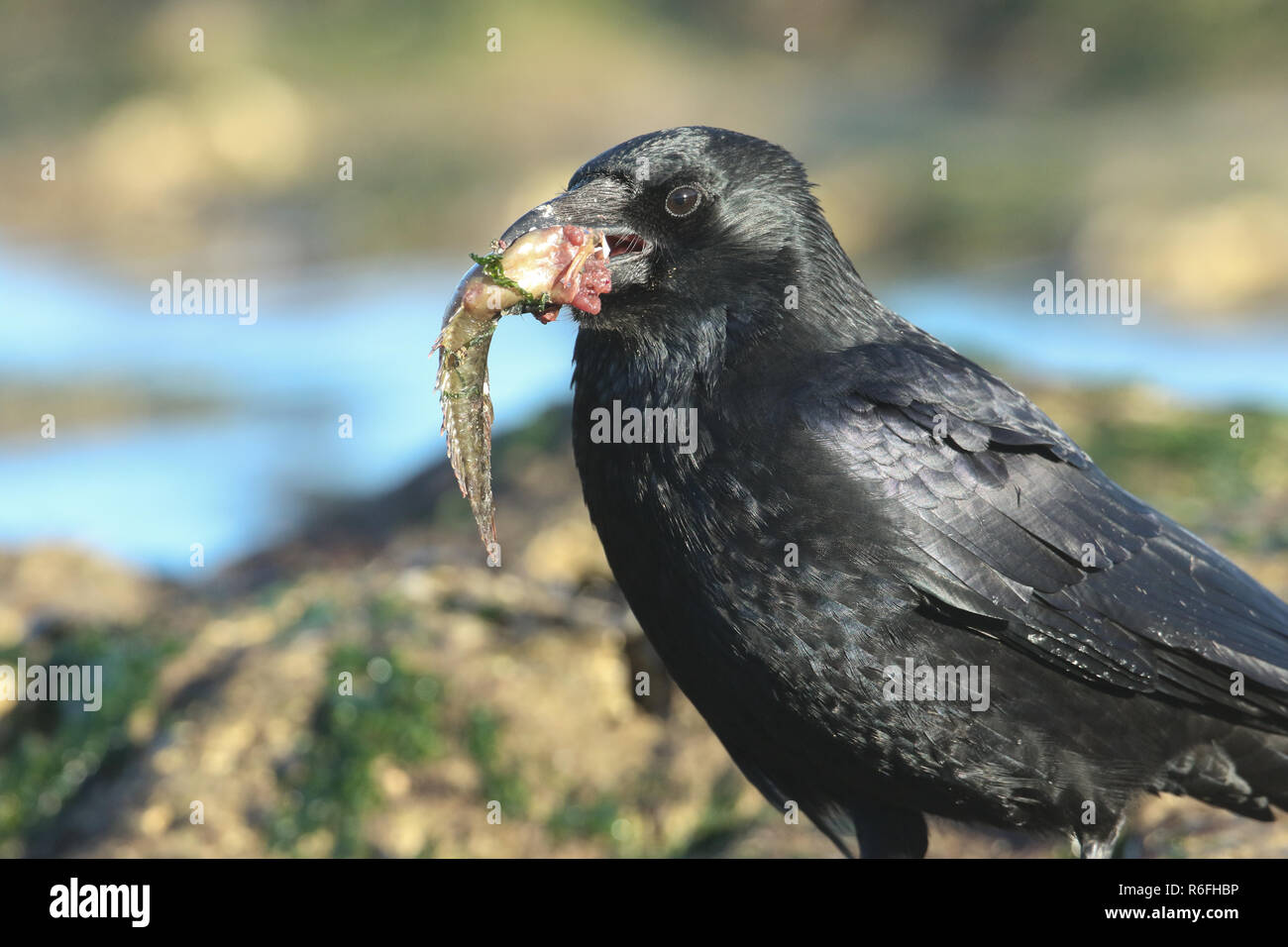 A head shot of a Carrion Crow (Corvus corone) perching on a rock on a ...