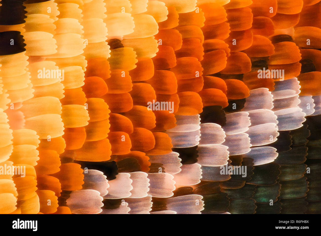 Extreme magnification - Butterfly wing under the microscope Stock Photo - Alamy
