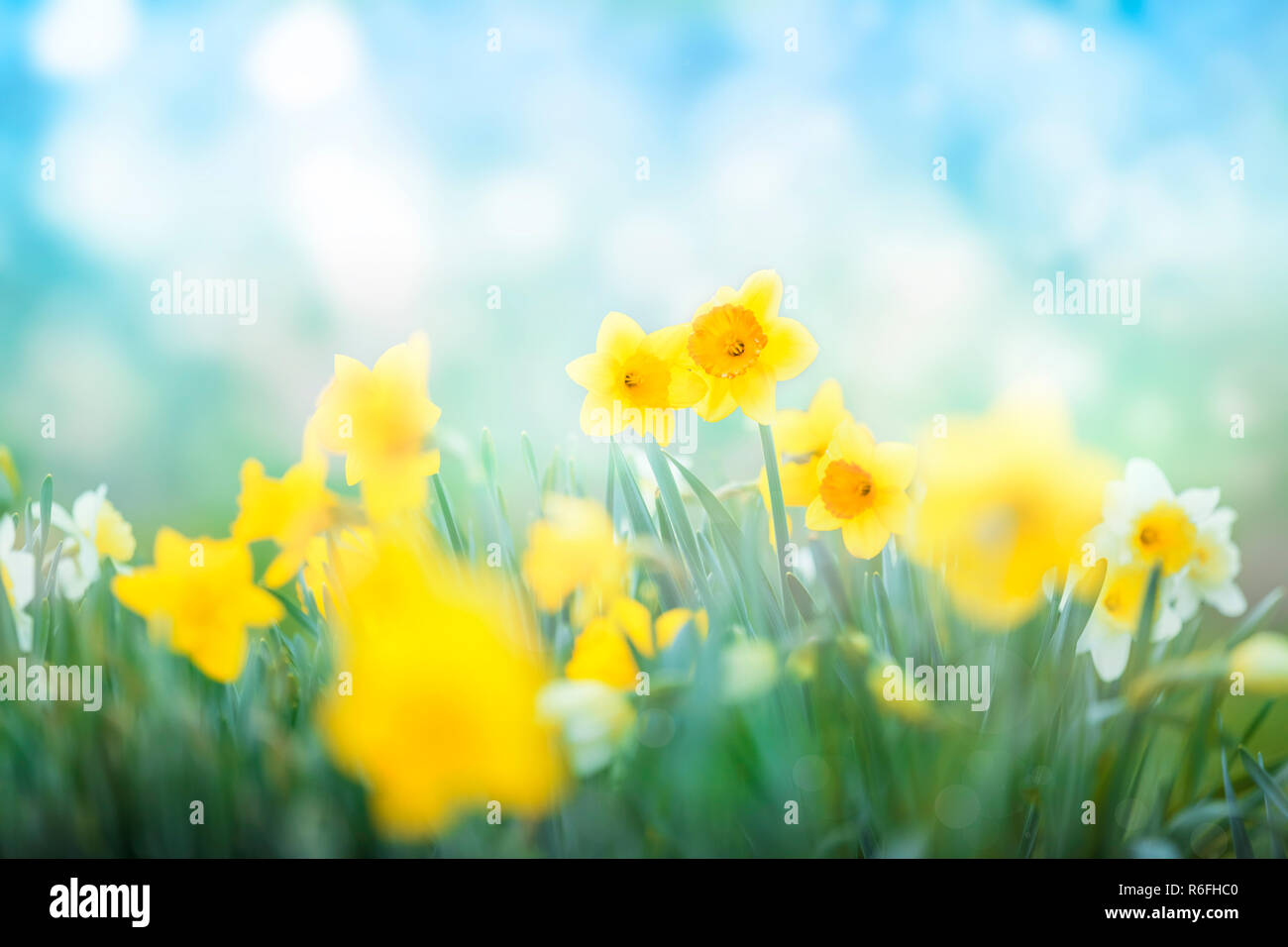 Spring flowers meadow background Stock Photo - Alamy
