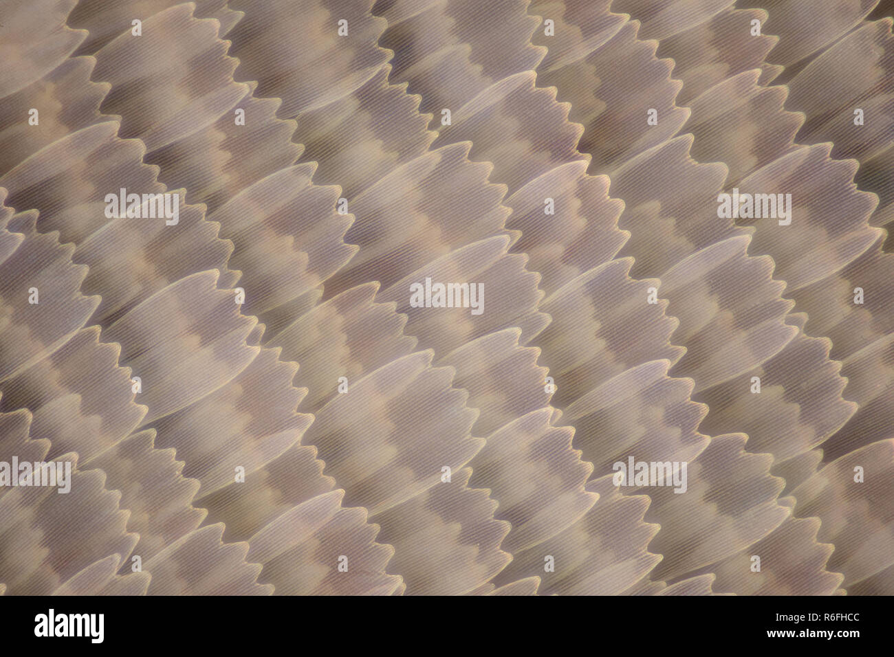 Extreme magnification - Butterfly wing under the microscope Stock Photo ...