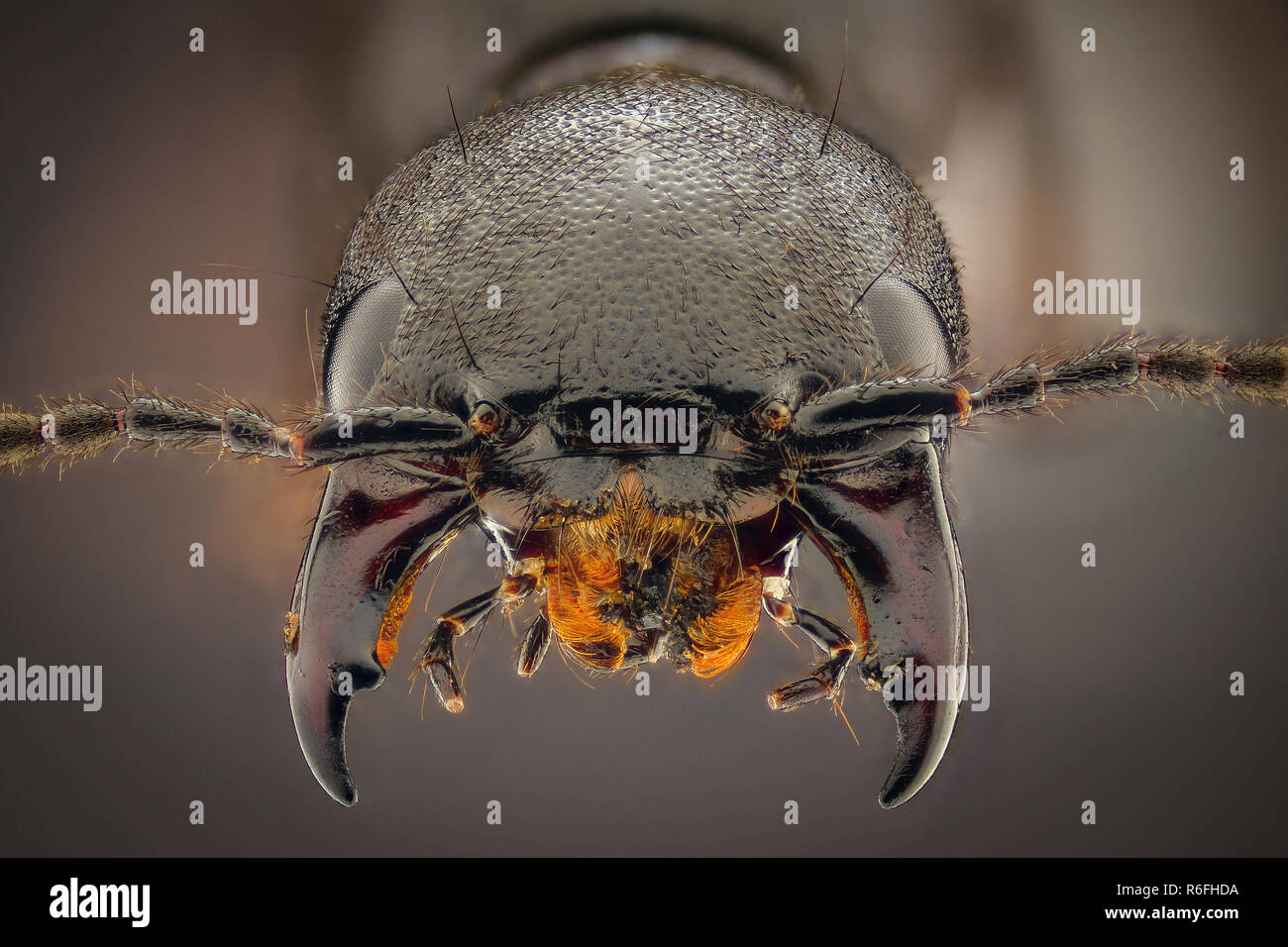 Coypus oleins hi-res stock photography and images - Alamy