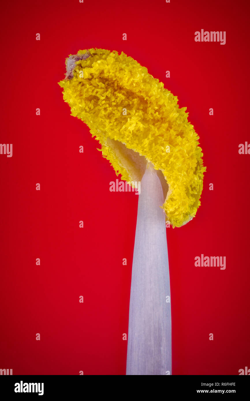 Pollen pollination hi-res stock photography and images - Alamy