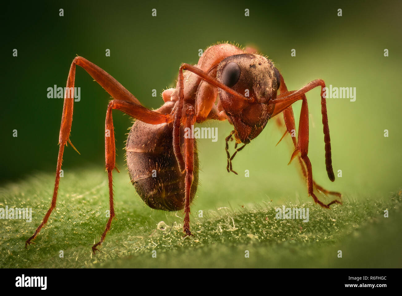 Extreme magnification - Ant in the wild Stock Photo - Alamy