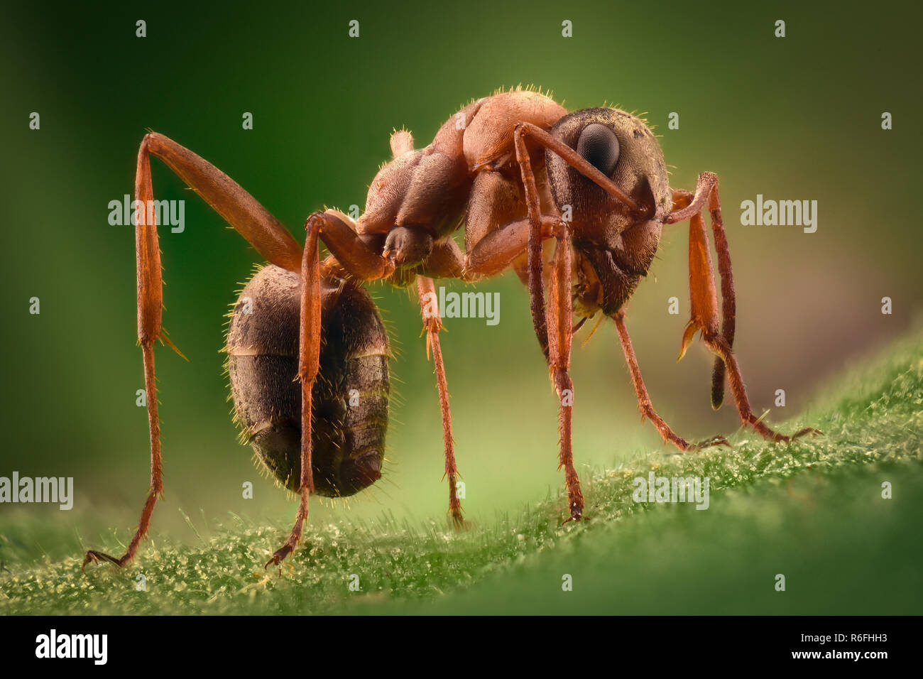 Extreme magnification - Ant in the wild Stock Photo - Alamy