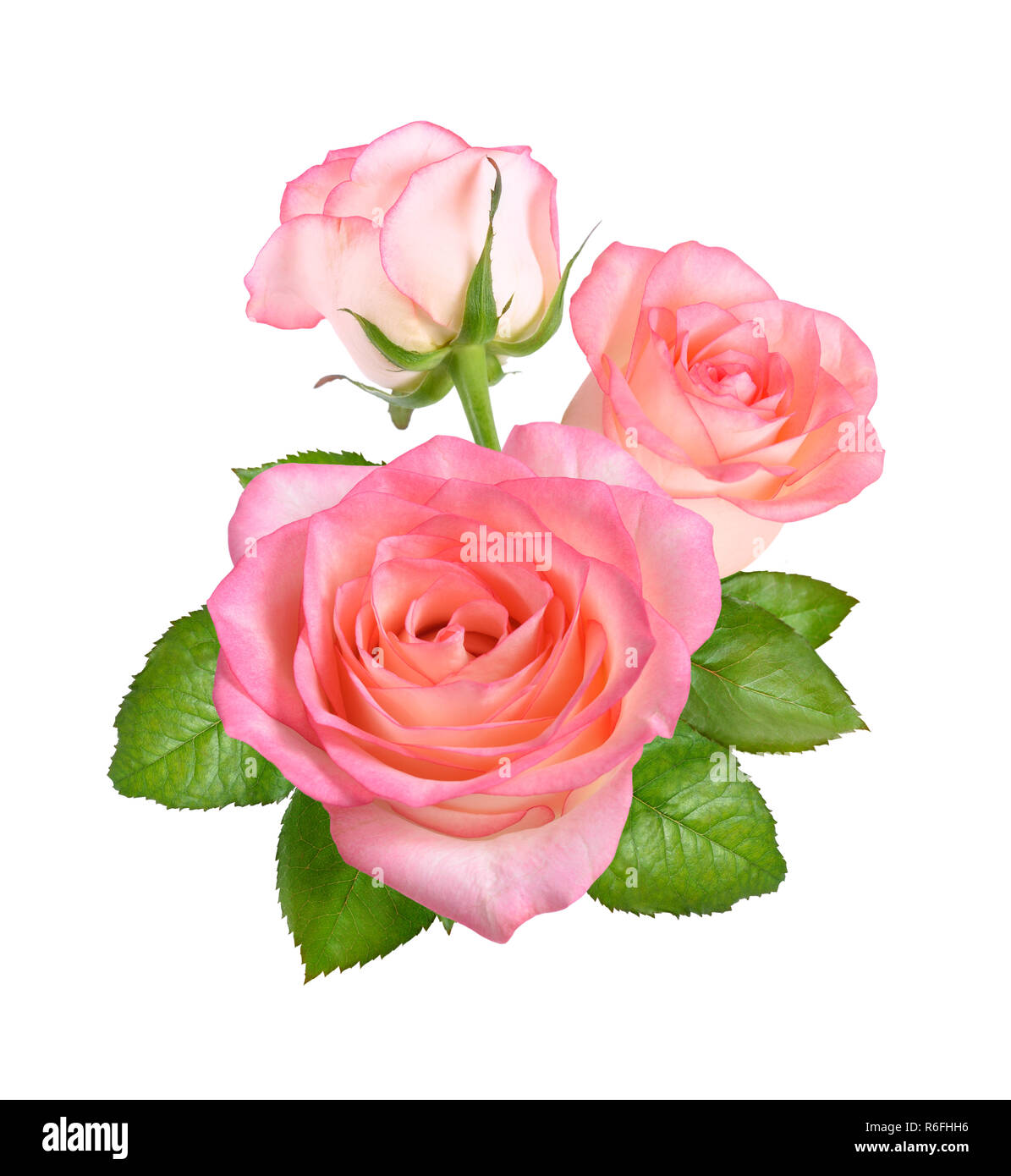 Composition of Pink rose flowers. Isolated on white background Stock ...