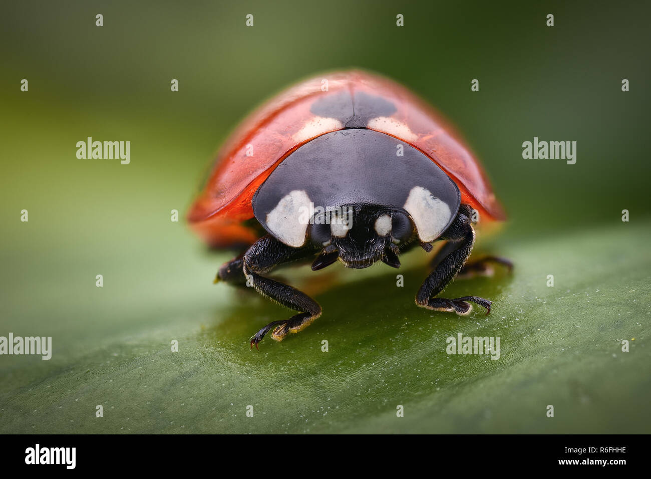 Ladybug hi-res stock photography and images - Alamy