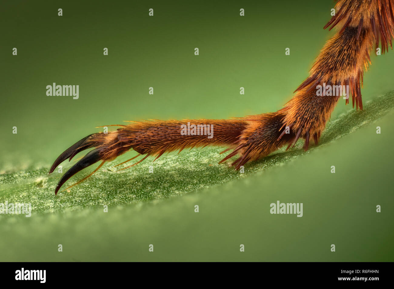 Extreme magnification - Insect claw grabbing on a leaf Stock Photo - Alamy