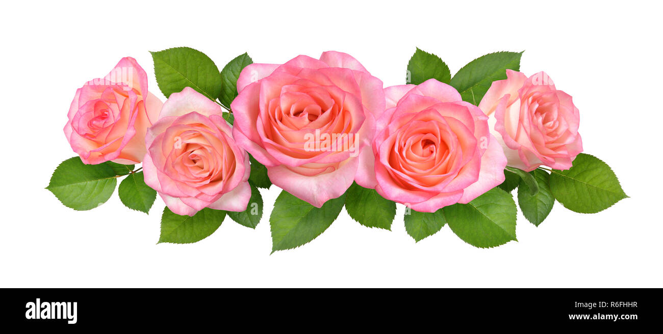 Composition with Pink rose flowers. Isolated on white background Stock ...