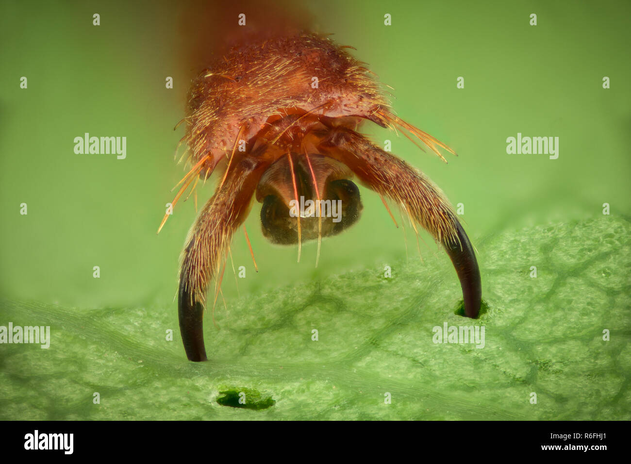 Animal claw grab hi-res stock photography and images - Alamy