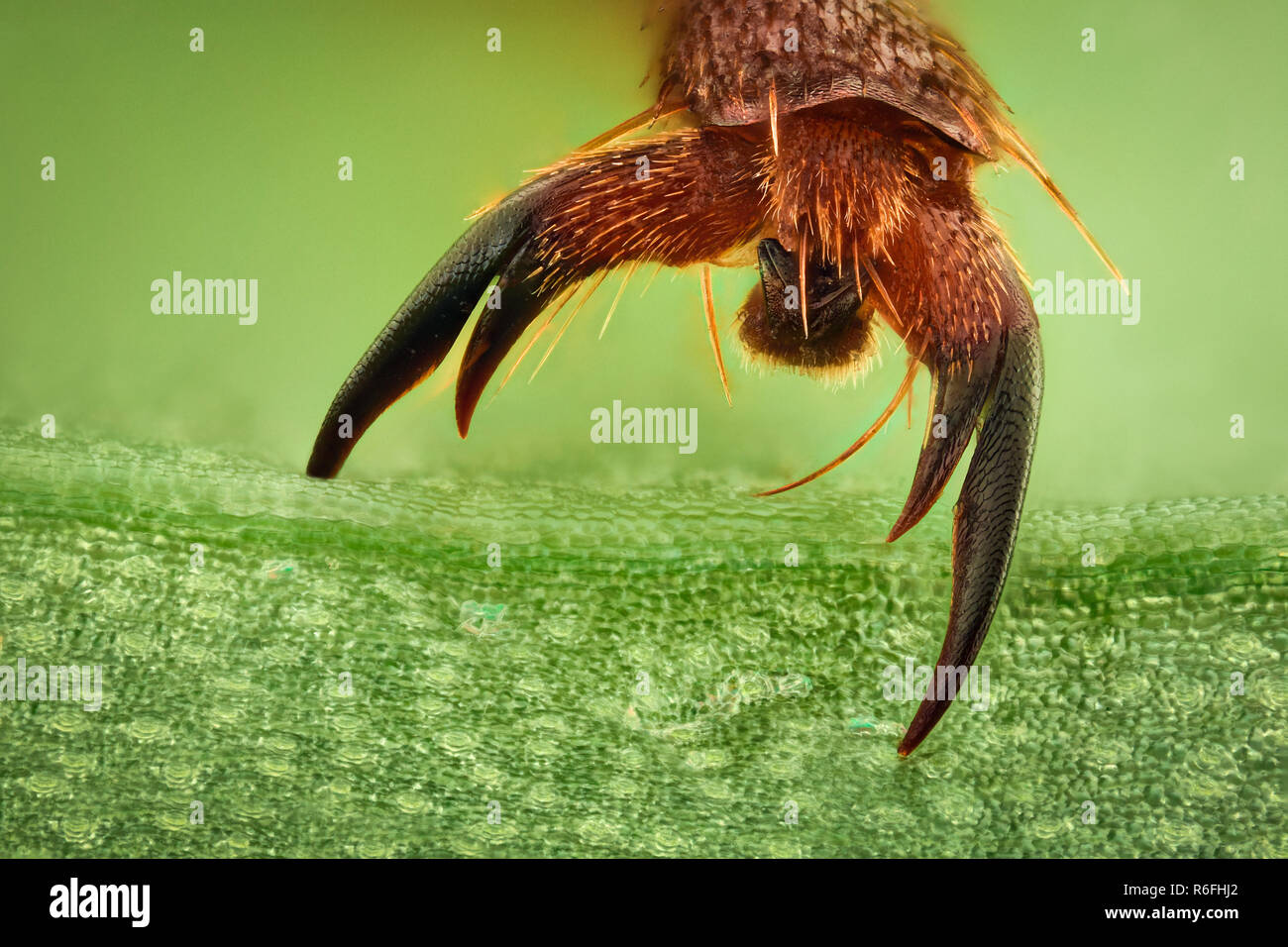 Extreme magnification - Insect claw grabbing on a leaf Stock Photo - Alamy