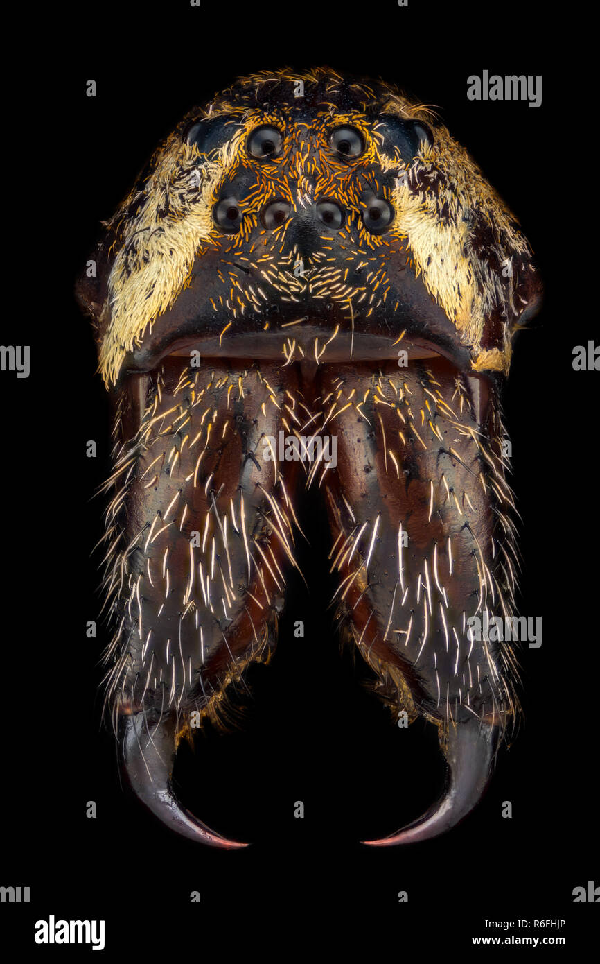 Animal eye huntsman spider hi-res stock photography and images - Alamy