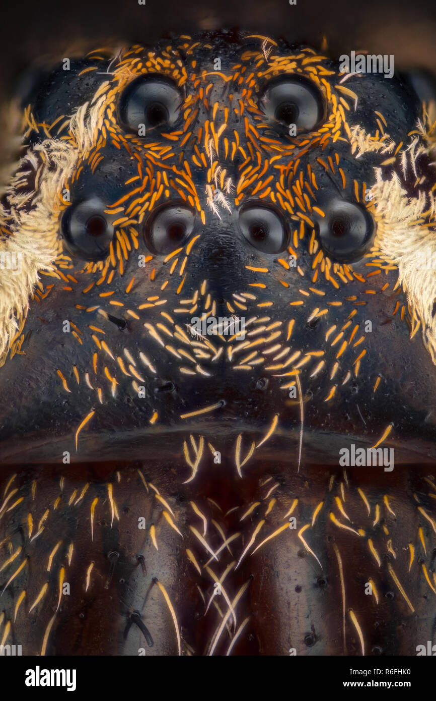 Extreme magnification - Huntsman spider Stock Photo - Alamy