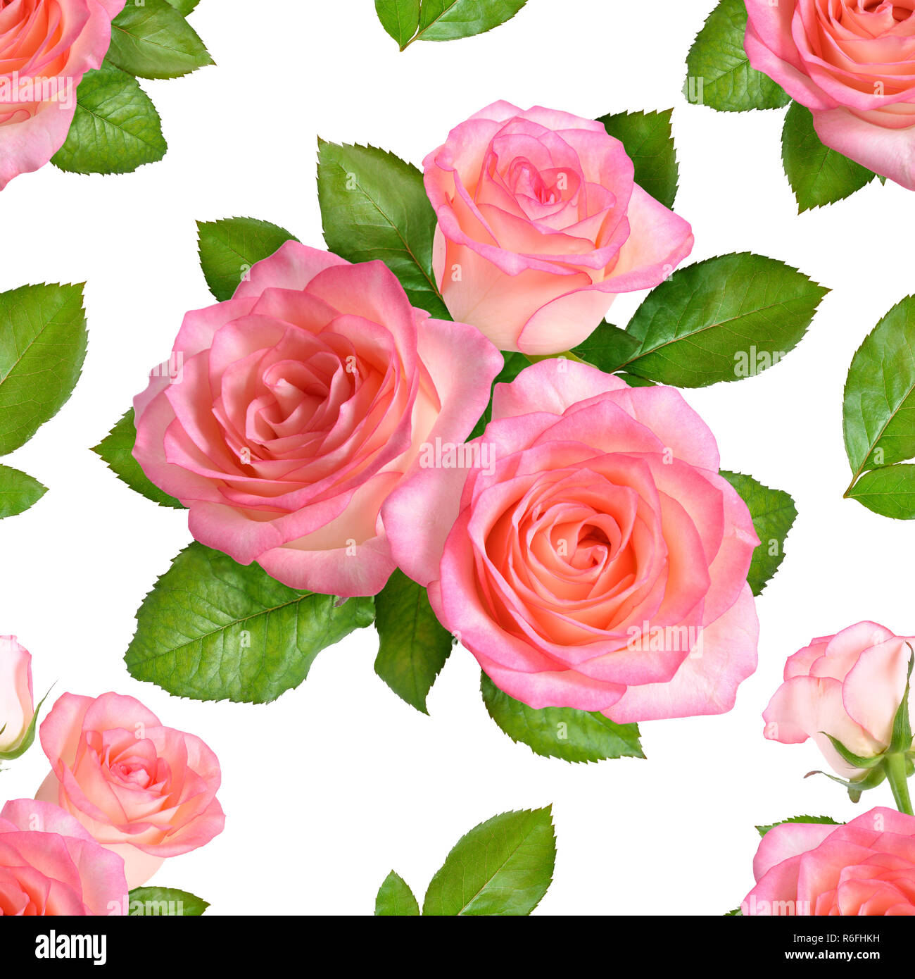 Seamless background with Pink roses. Isolated on white background Stock ...