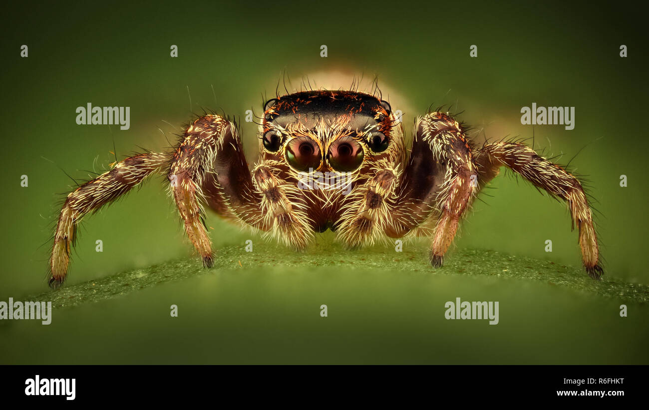 Extreme magnification - Jumping spider Stock Photo - Alamy