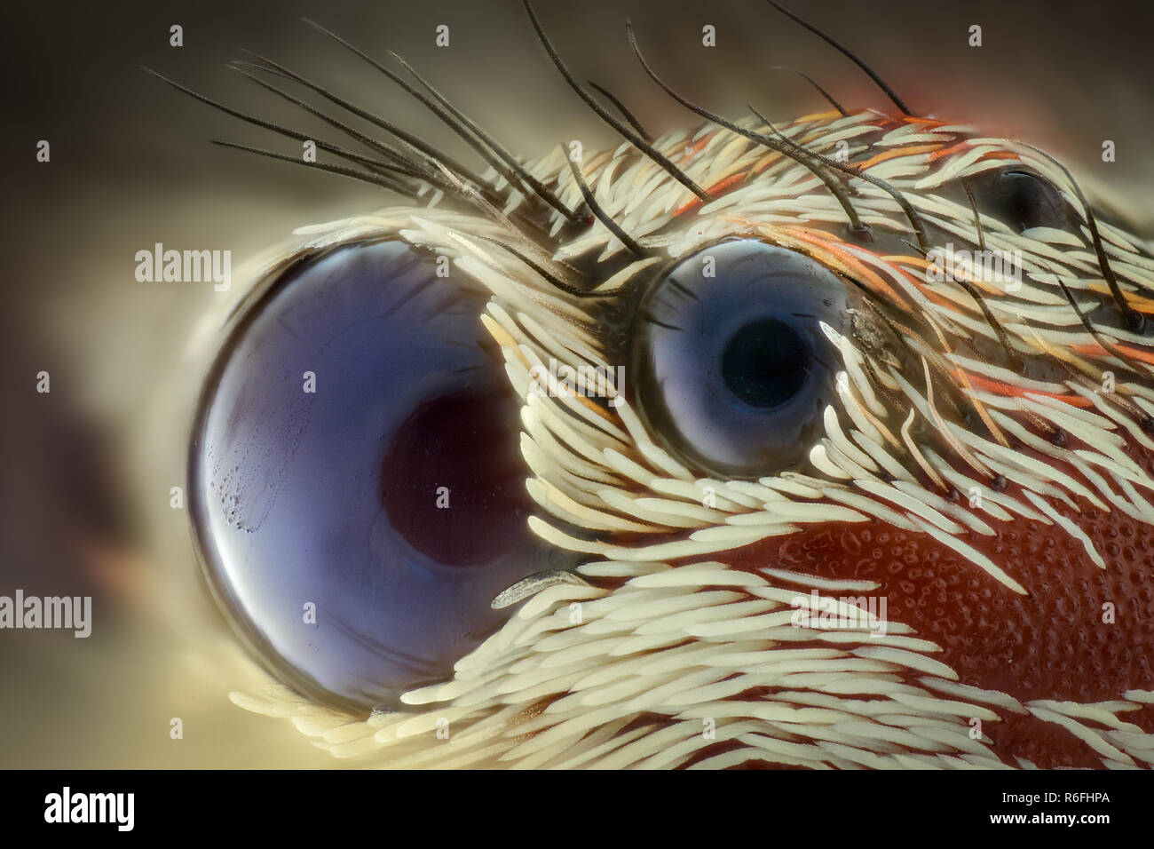 Extreme magnification - Jumping spider Stock Photo - Alamy