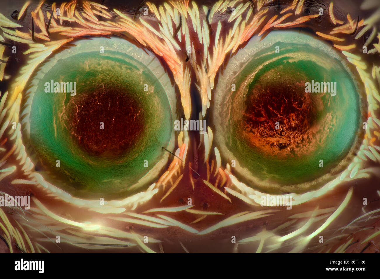 Extreme magnification - Jumping spider Stock Photo - Alamy