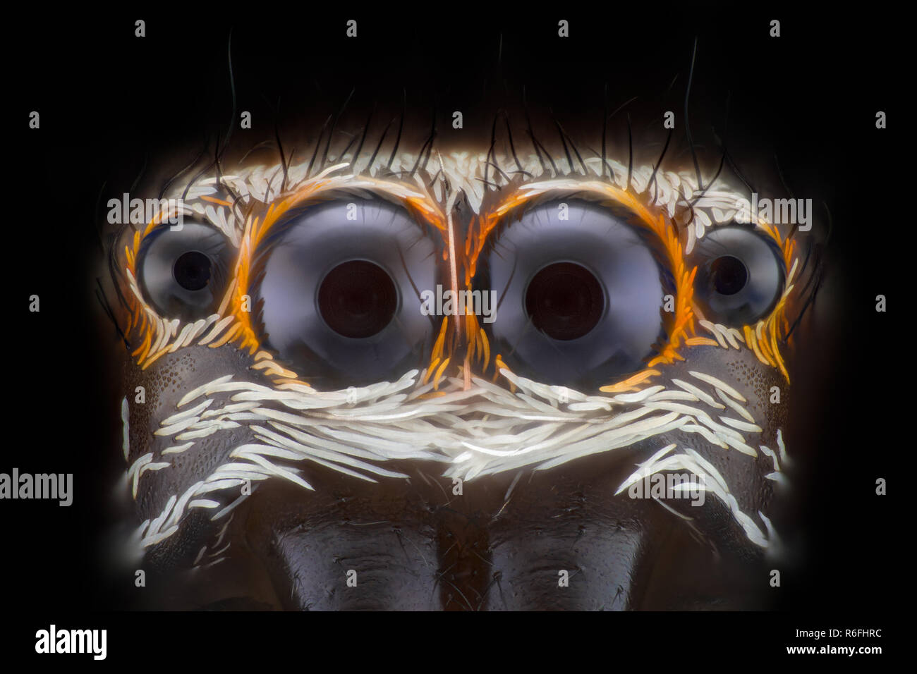 Extreme magnification - Jumping spider Stock Photo - Alamy