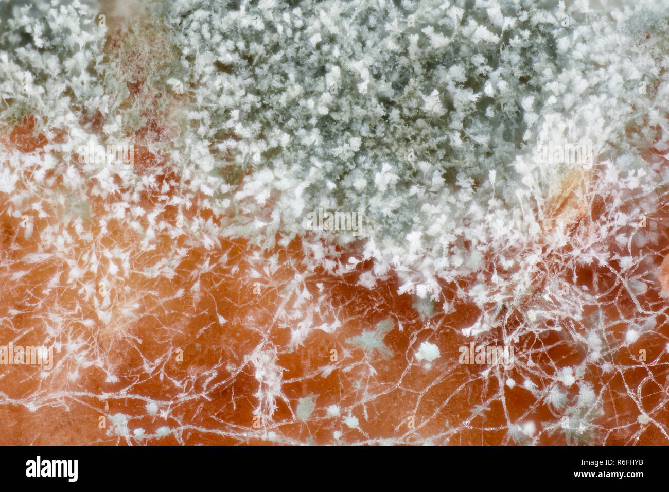 Extreme magnification - Mold matured on bread Stock Photo - Alamy