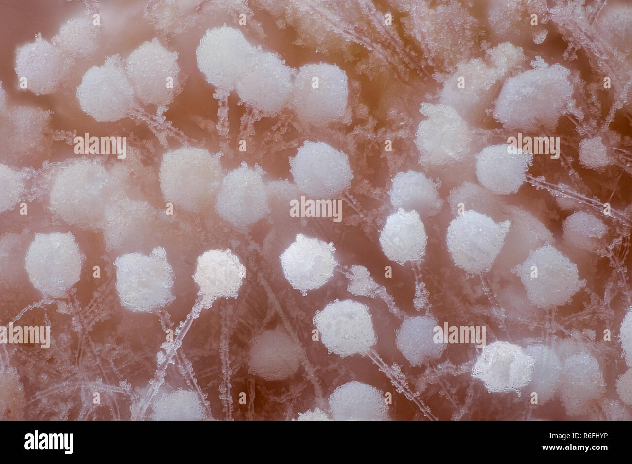 Mold contamination hi-res stock photography and images - Alamy