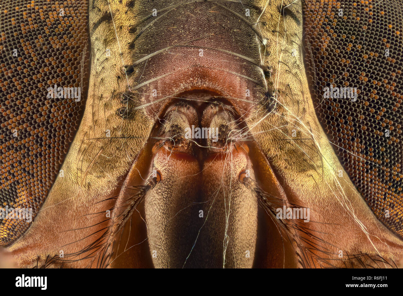 Extreme magnification - Fly head with compound eyes Stock Photo - Alamy